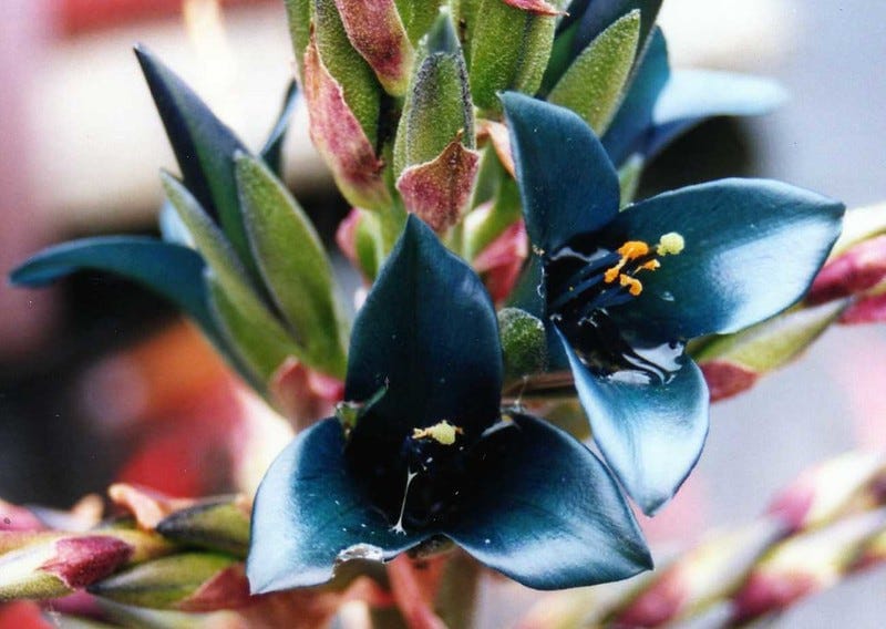 Blooming heck - by The Dispatch - Birmingham Dispatch